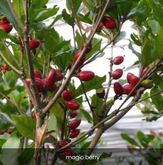 Miracle Fruit – Palmland